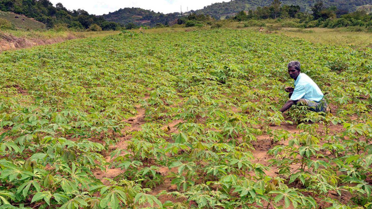 Tapioca cultivation in full swing on Pachamalai Hills - The Hindu