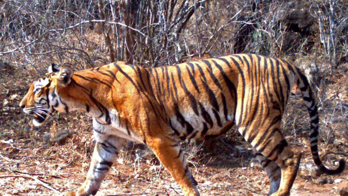 Soon a trek through the tiger country - The Hindu