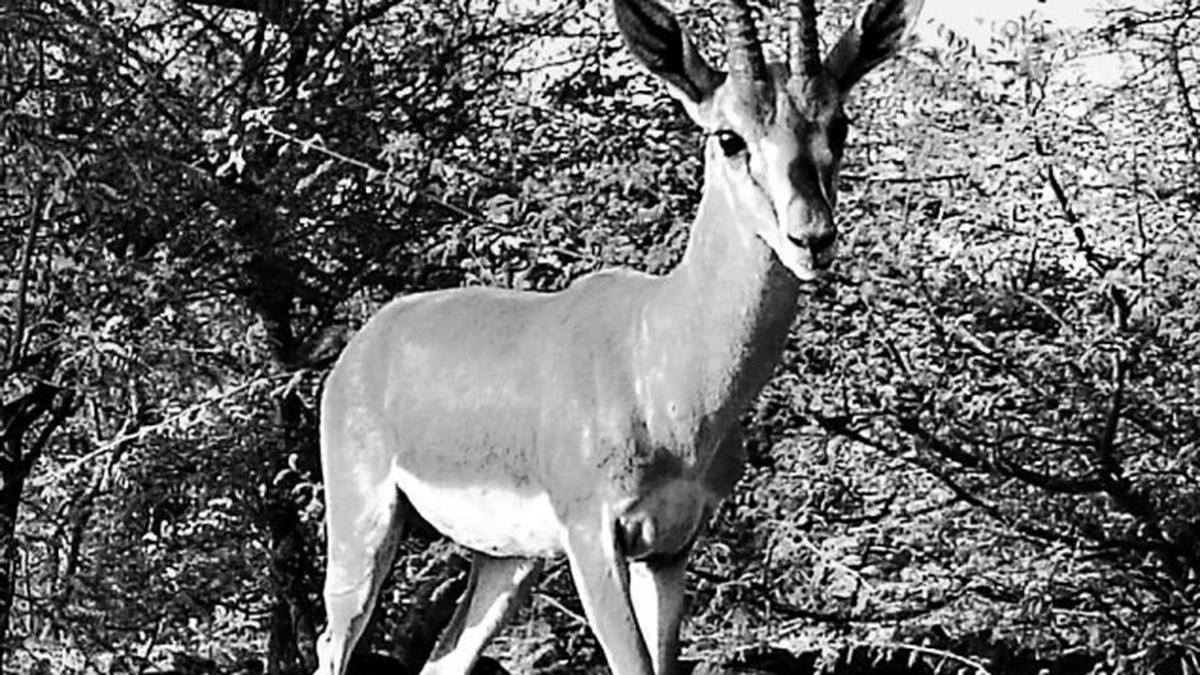 Chinkaras to get much-needed protection - The Hindu