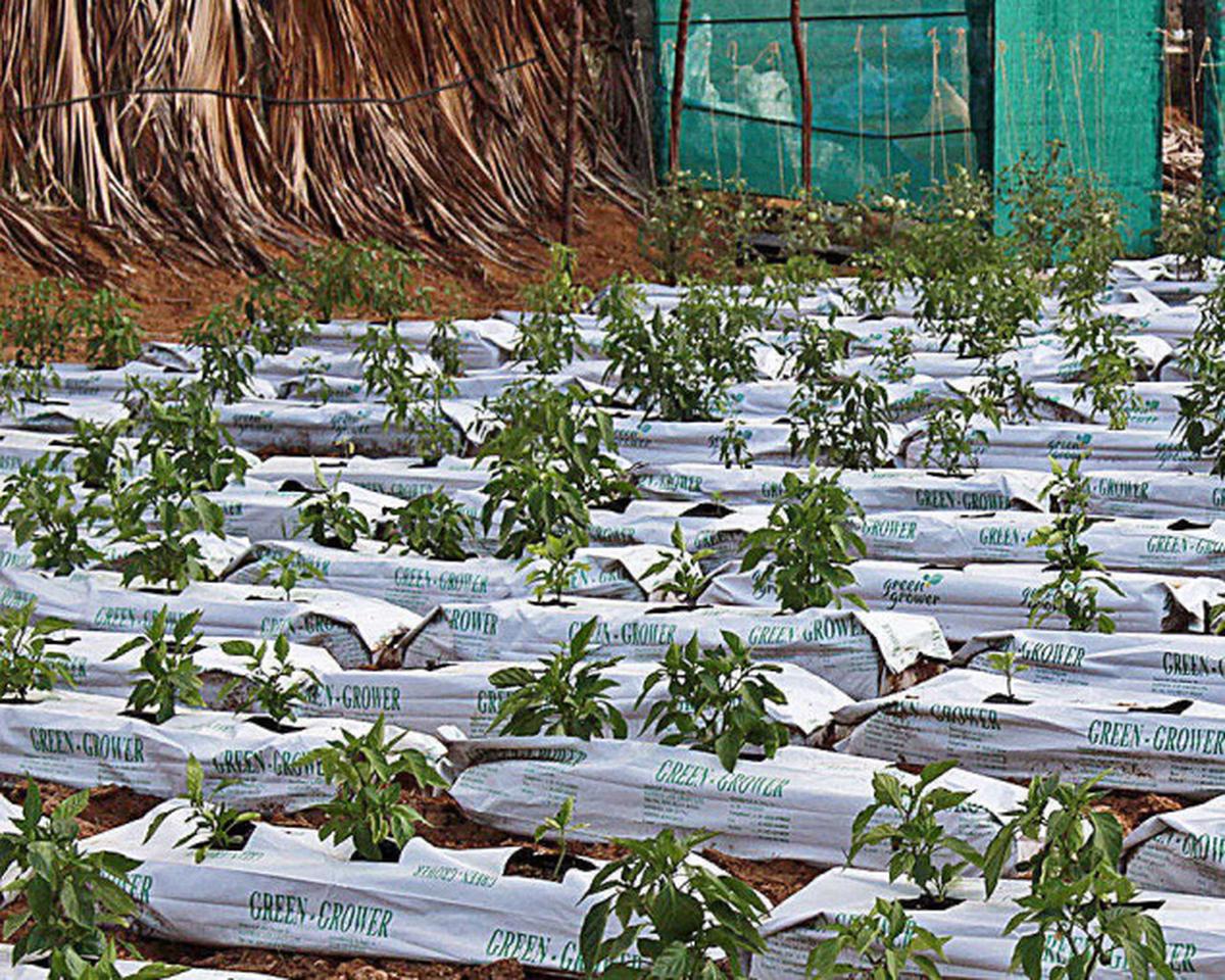Using coco peat to grow food - The Hindu