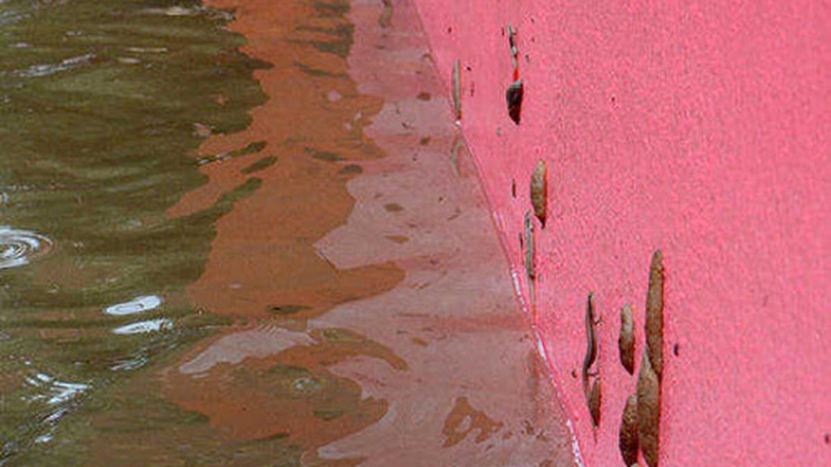 Snakes, leeches – uninvited guests in Chennai homes - The Hindu