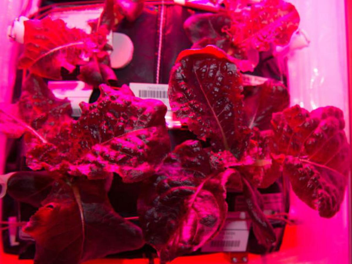 NASA to grow flowers in space for first time - The Hindu