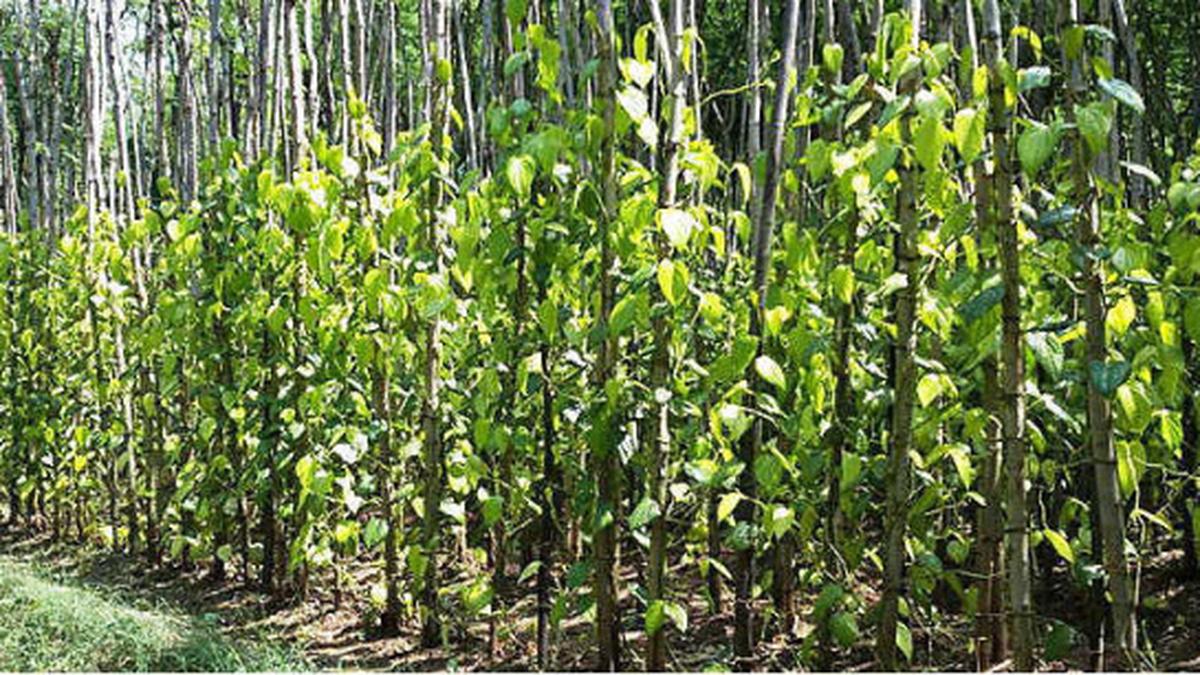 Rain destroys betel crop - The Hindu