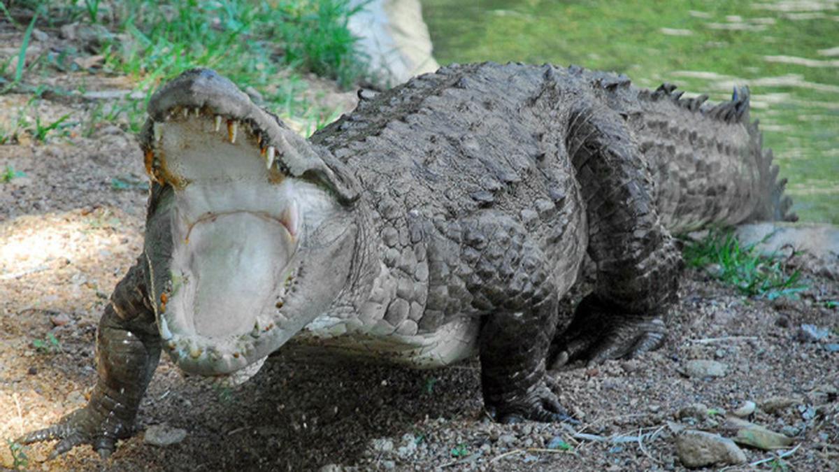 Driven by drought, crocodiles leave Manjeera river, enter fields - The ...