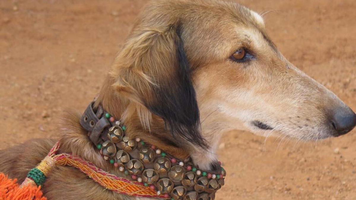 Return of the Pashmi - The Hindu