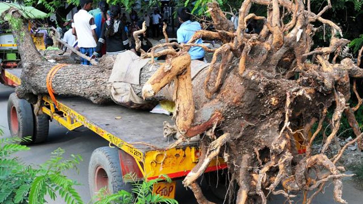 35-year-old neem tree moves from its old location to a new home - The Hindu