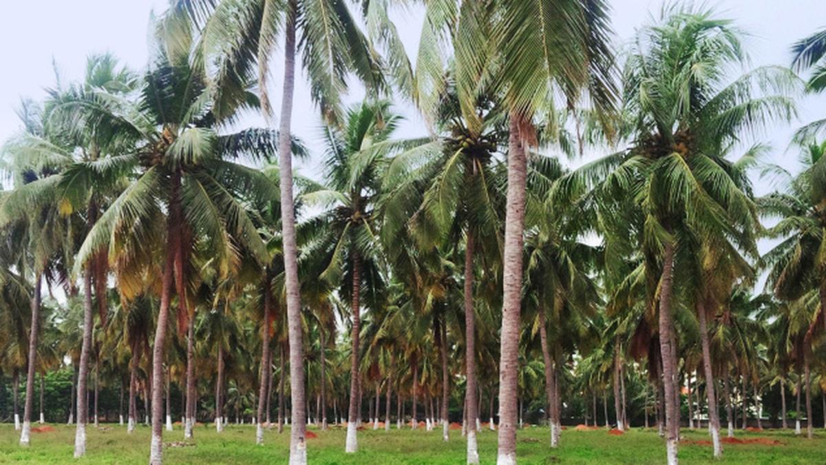 Coconut farmers join hands to set up water, soil testing lab - The Hindu