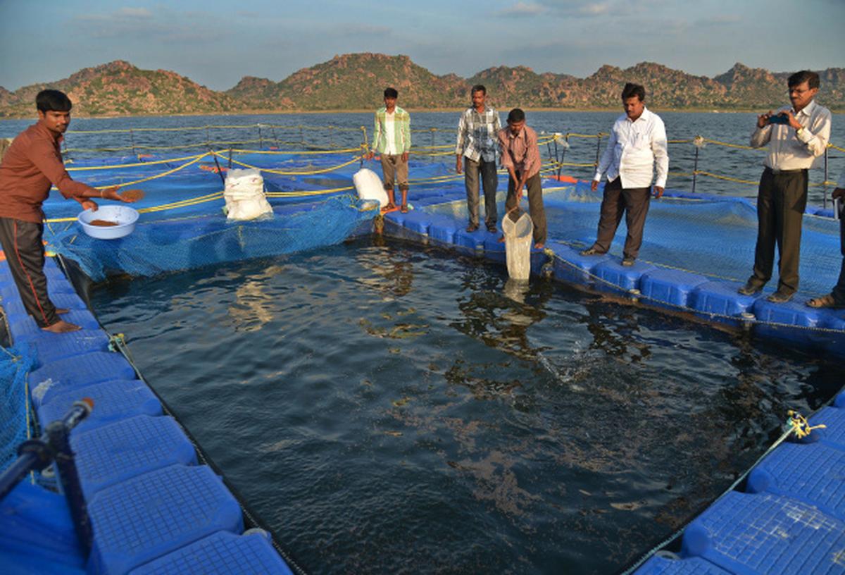 Cage fishing at Koilsagar - The Hindu