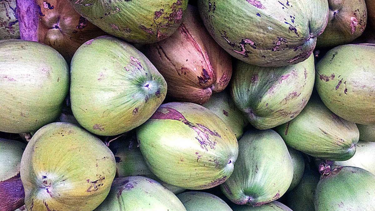 Coconut farmers form consortium - The Hindu