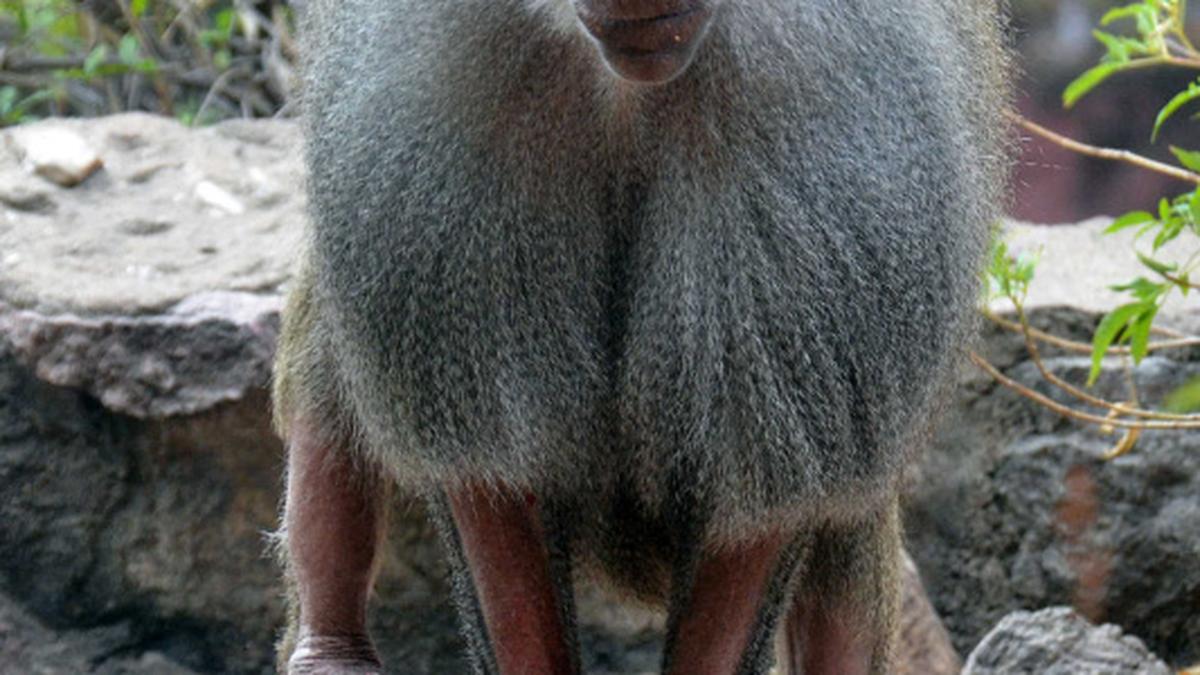 Party time for baboon! - The Hindu