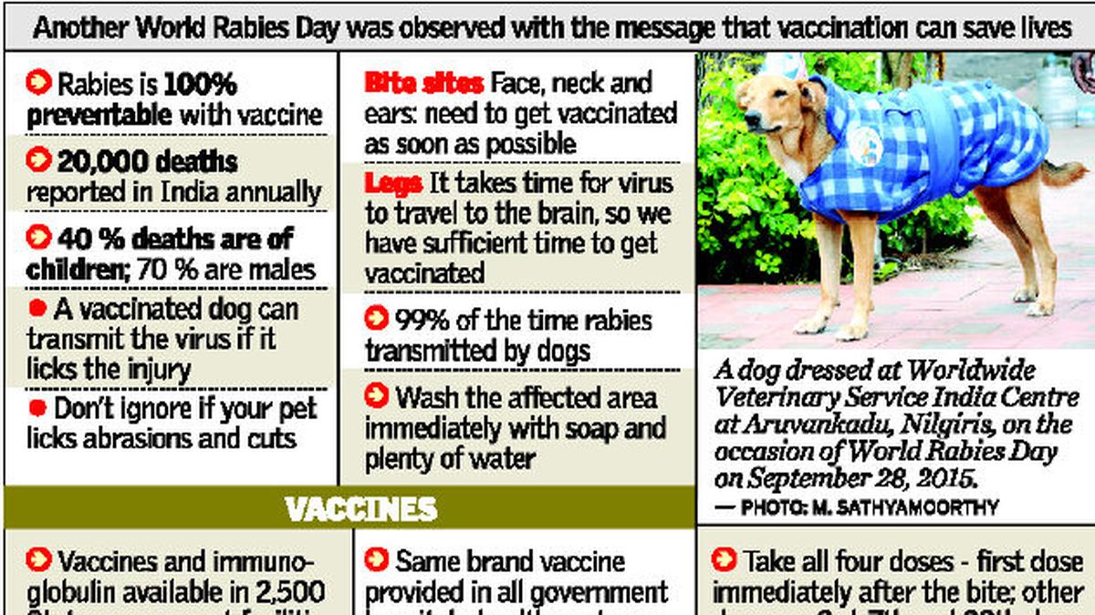 Deaths due to rabies high in India - The Hindu
