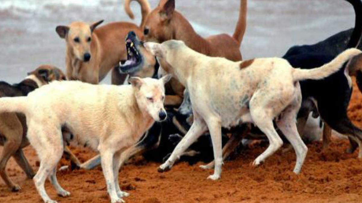 Needed: better urban planning, not mass culling of dogs - The Hindu