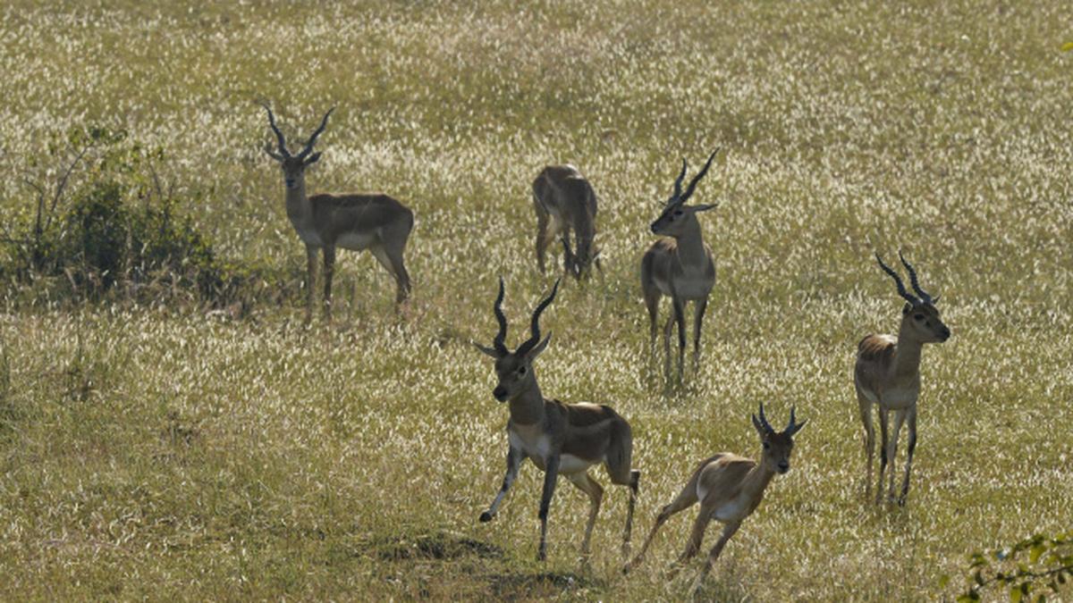 Animals of a lesser god? - The Hindu