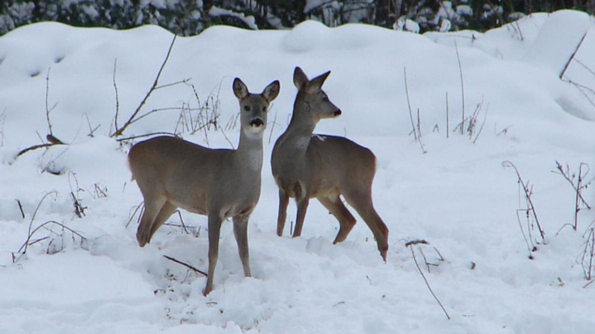 Wild animals thrive at Chernobyl - The Hindu