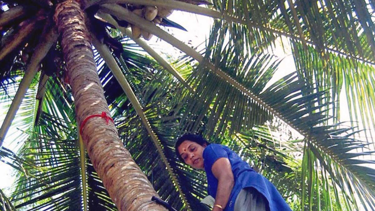 Women coconut tree climbers to scale new heights - The Hindu