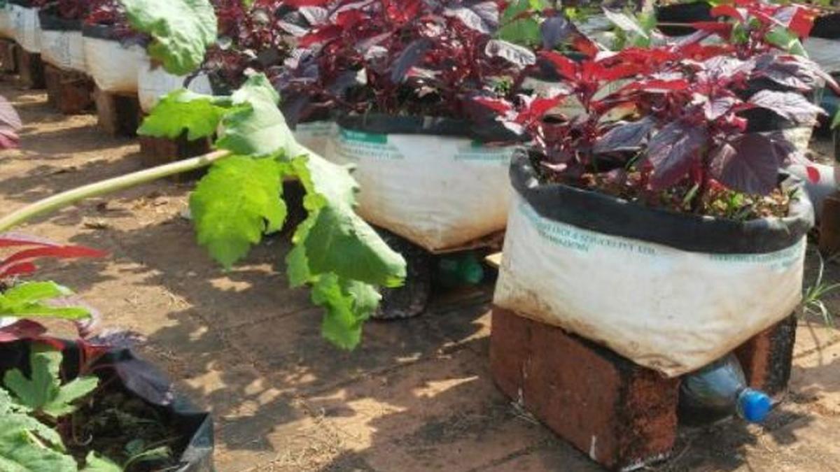 Saving water through ‘wick irrigation’ - The Hindu