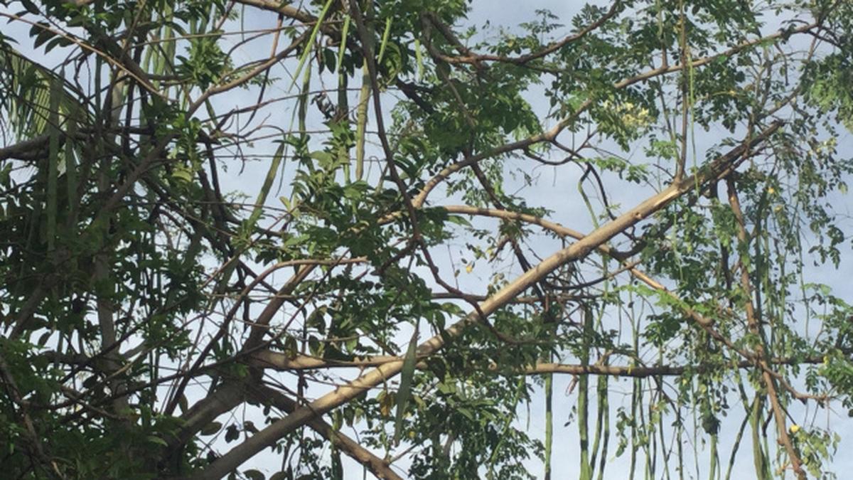 The miracle tree - The Hindu