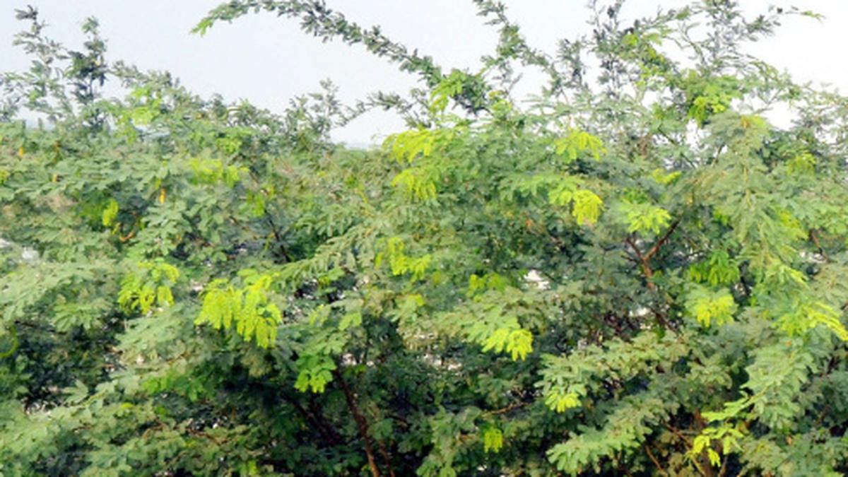 Farmers seek drought relief - The Hindu