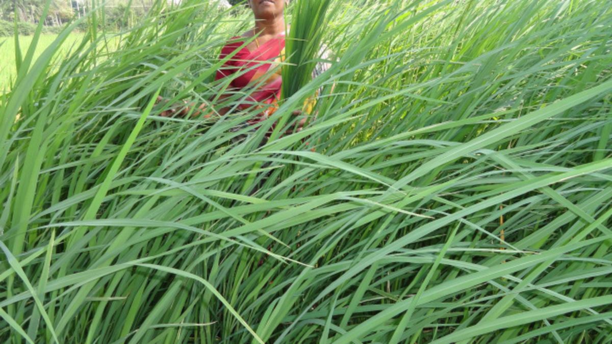 A model to conserve indigenous paddy varieties - The Hindu
