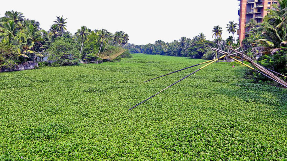 Citizens’ initiative to save a dying river - The Hindu