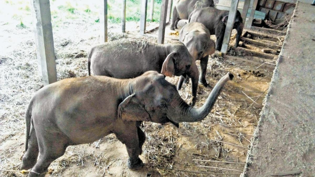 Weak and in pain, five female elephants cry for attention in Mandya ...