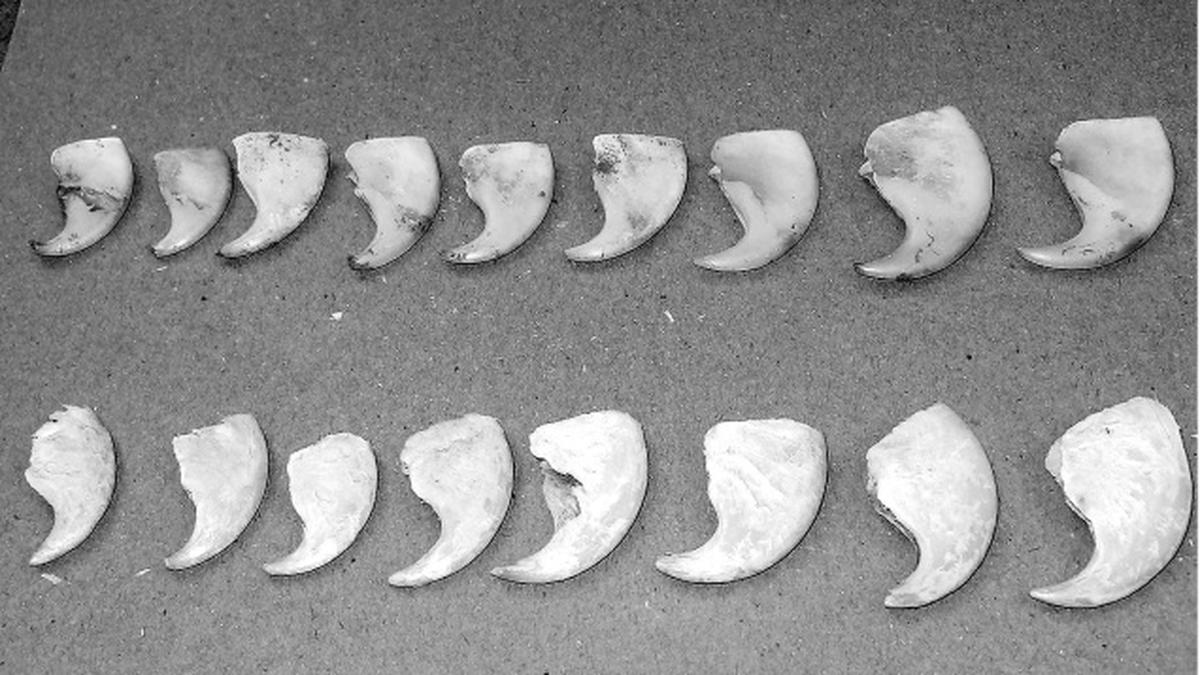 Suspected tiger bones, claws seized - The Hindu