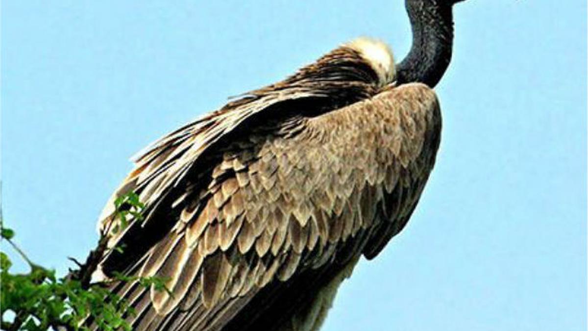 More Indian birds enter list of threatened species - The Hindu