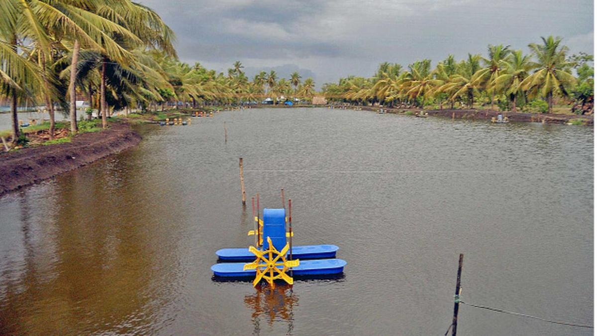 Aqua farmers to get help to reduce losses - The Hindu