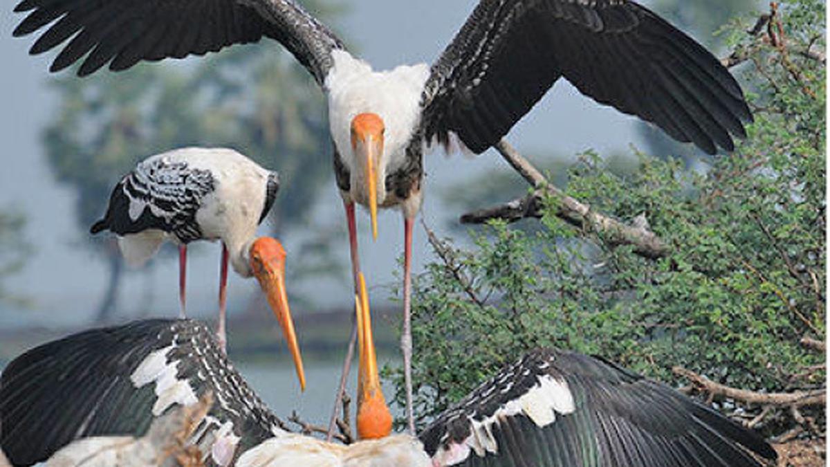 Kolleru Wildlife Sanctuary: the vanishing habitat - The Hindu