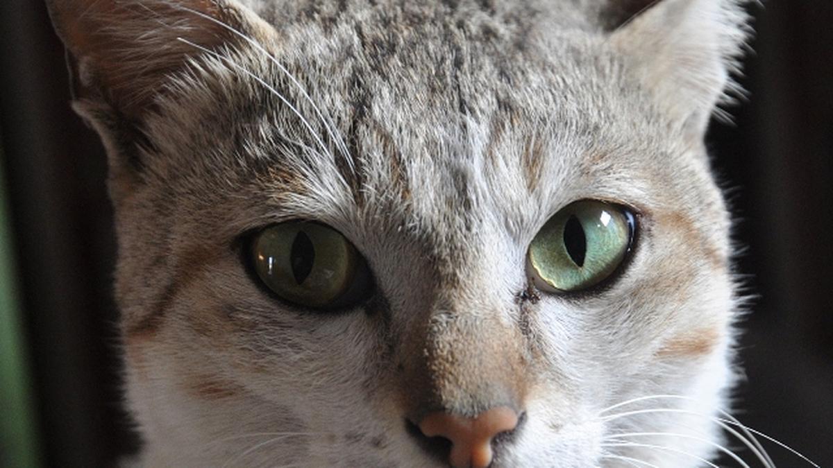 Does your pet have vertical pupils? This is what science says - The Hindu