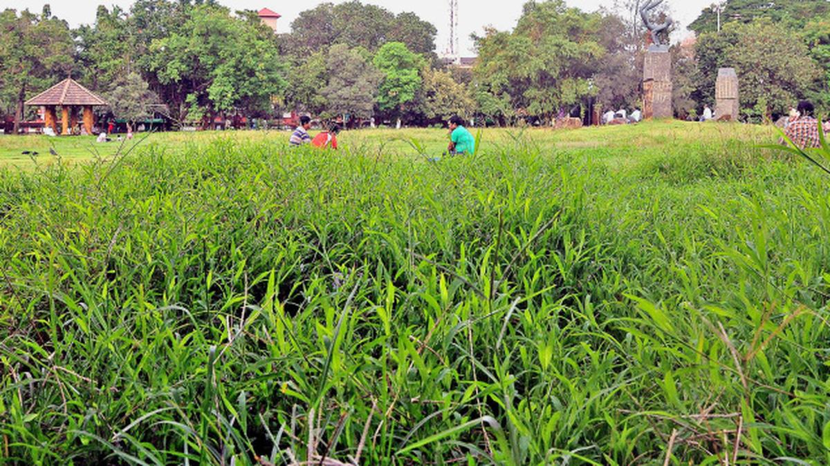 Mananchira Square a picture of neglect - The Hindu