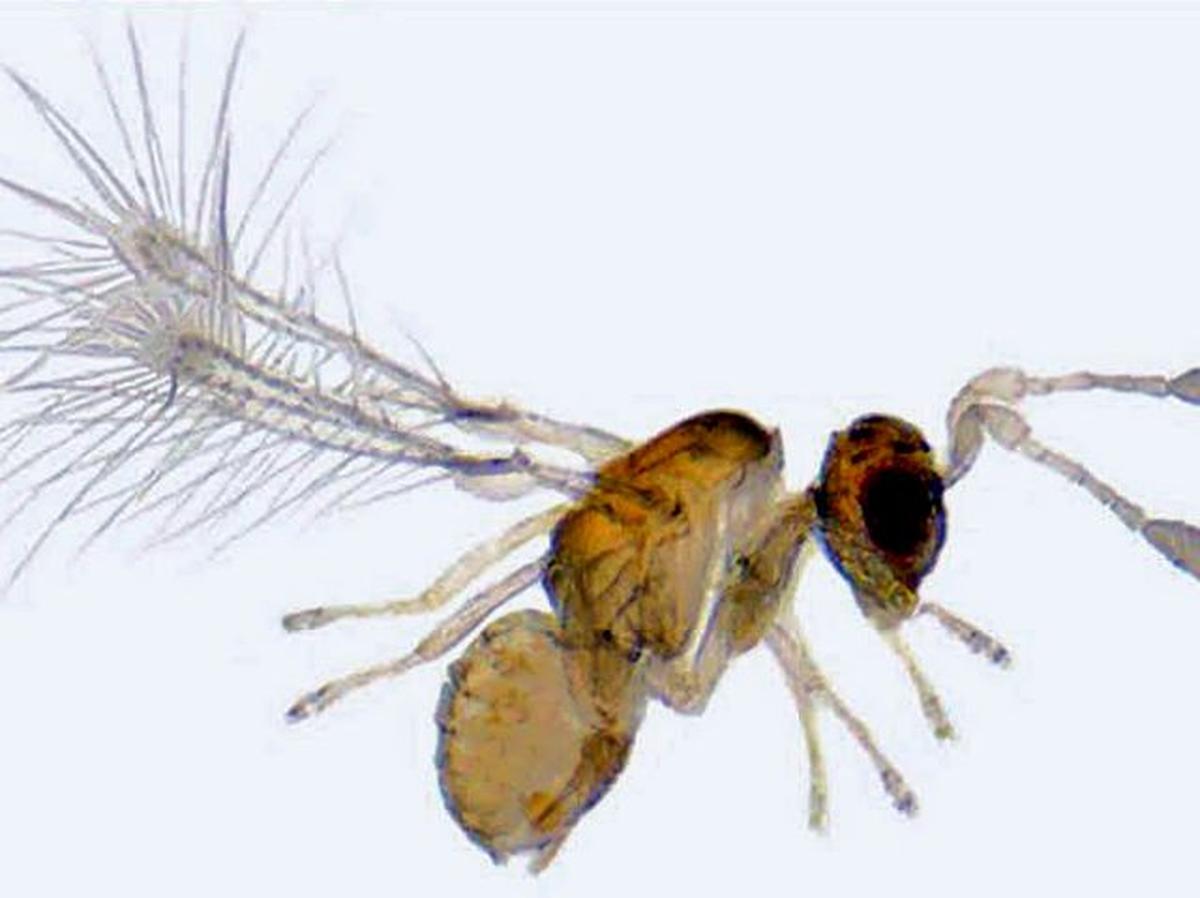 ‘Tiny bit’ found in India too - The Hindu