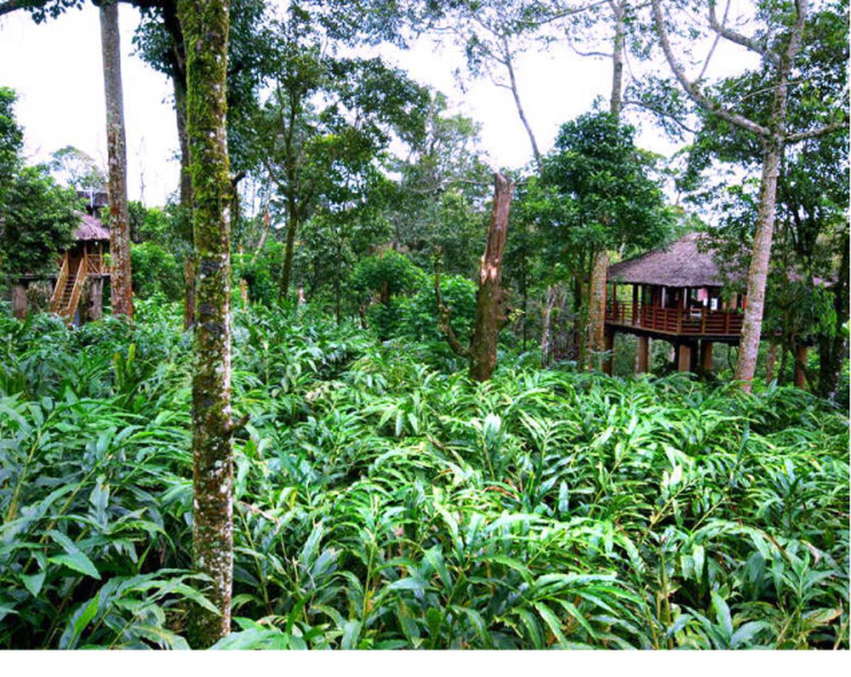 Cardamom hills hit a plateau - The Hindu