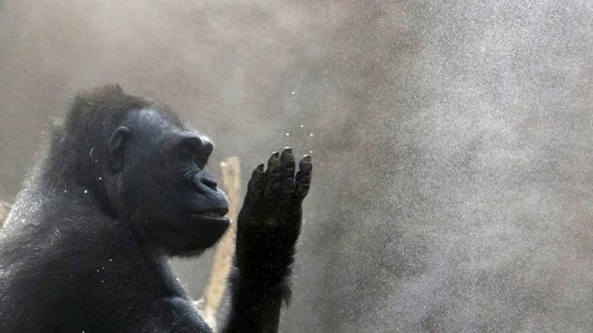 HIV-related viruses infected primates 16 million years ago - The Hindu