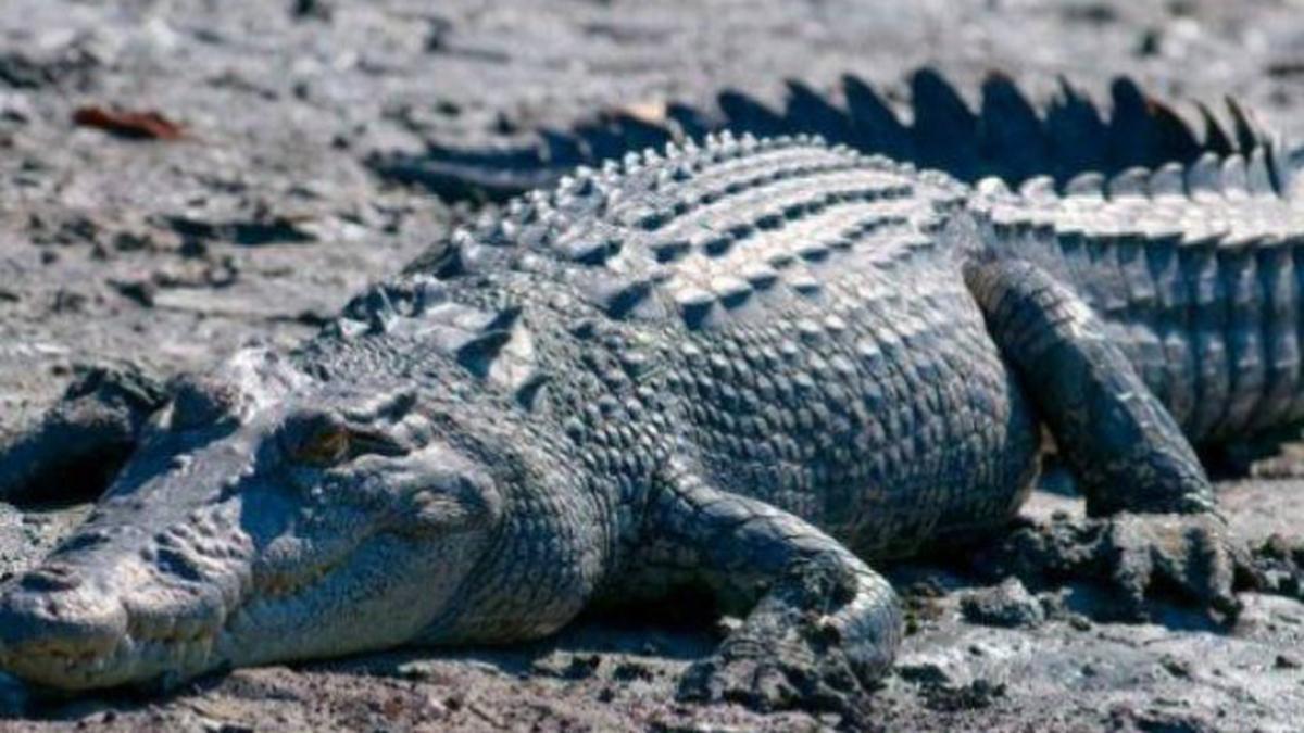 Australians call for crocodile culling to prevent fatalities - The Hindu
