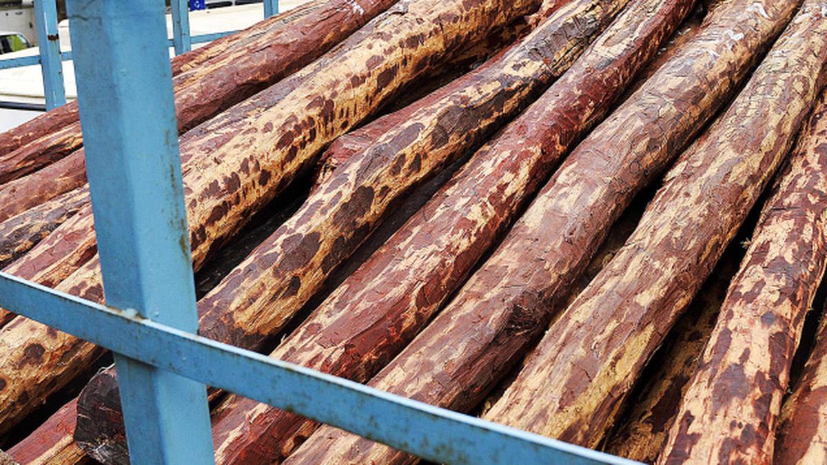 ‘Red sanders can be grown like any other crop’ - The Hindu