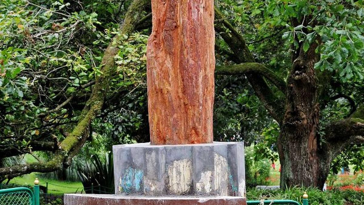 A ‘new’ fossil tree trunk at Ooty botanical garden - The Hindu