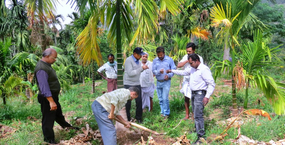 Outbreak of coconut disease confirmed - The Hindu