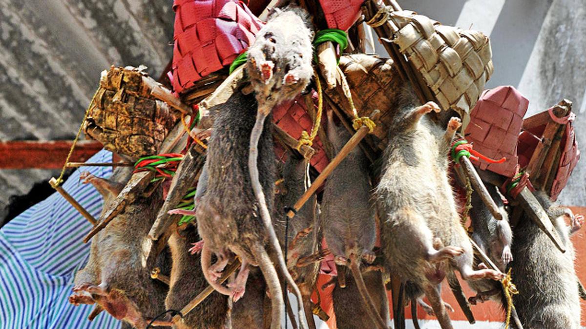 Heads begin to roll in Guntur GGH - The Hindu