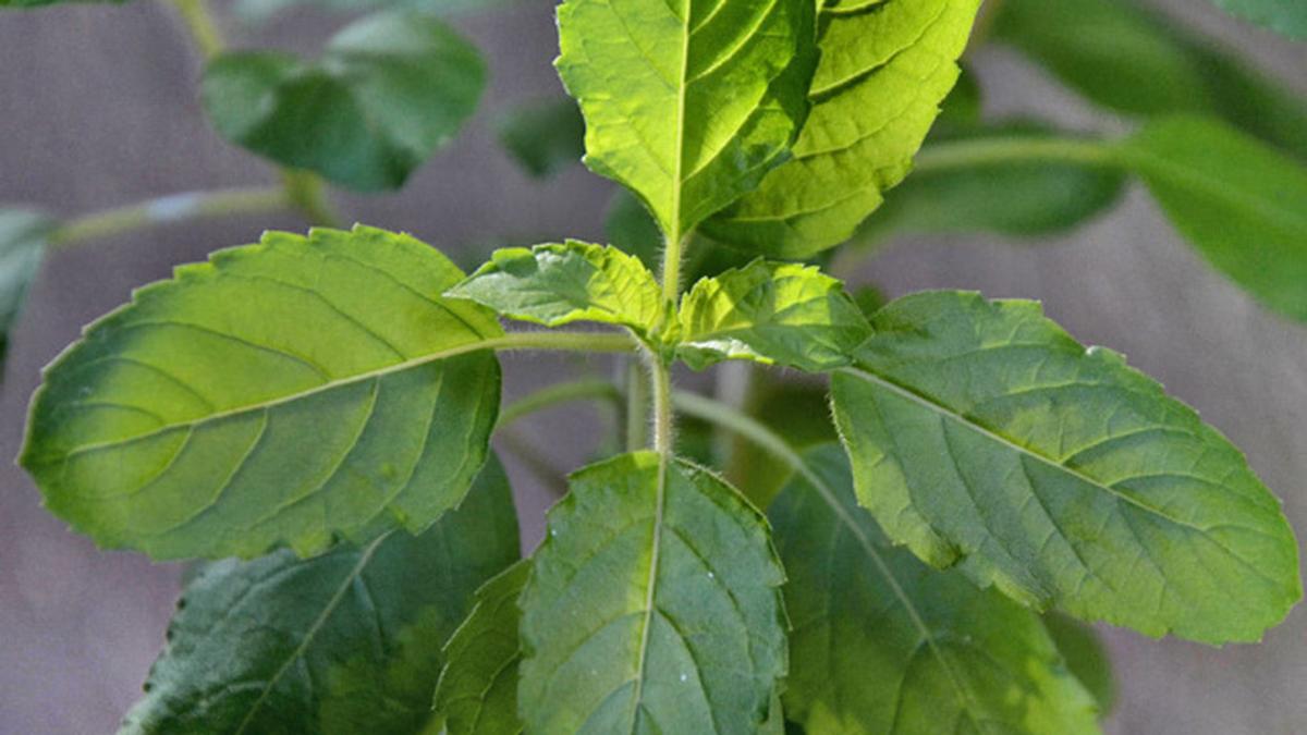 Medicinal properties of tulsi unravelled - The Hindu