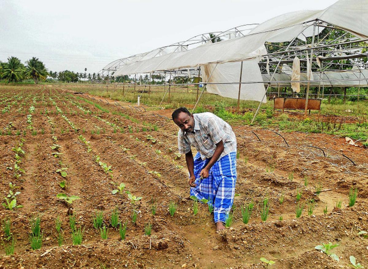 Diversified farming can lead to sustainable income - The Hindu