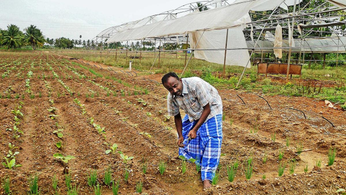 Diversified farming can lead to sustainable income - The Hindu