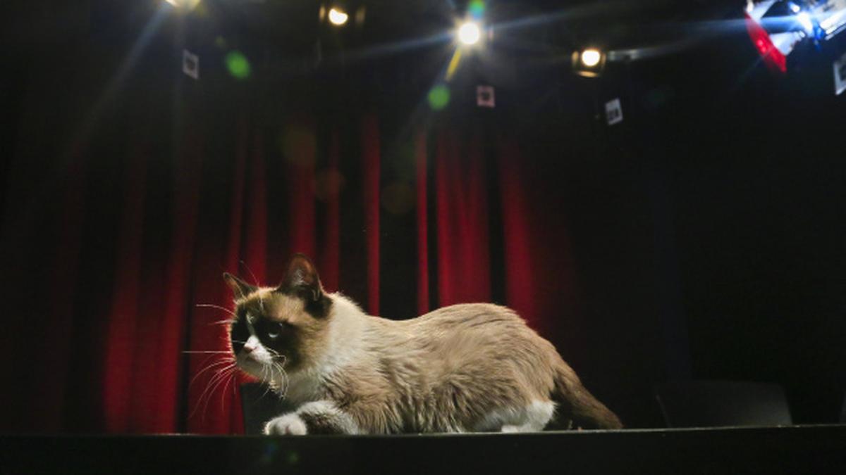 ‘Grumpy cat’ to get wax statue at Madame Tussauds - The Hindu