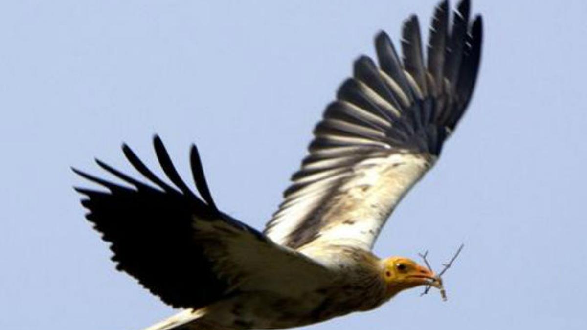 Scavengers from above - The Hindu