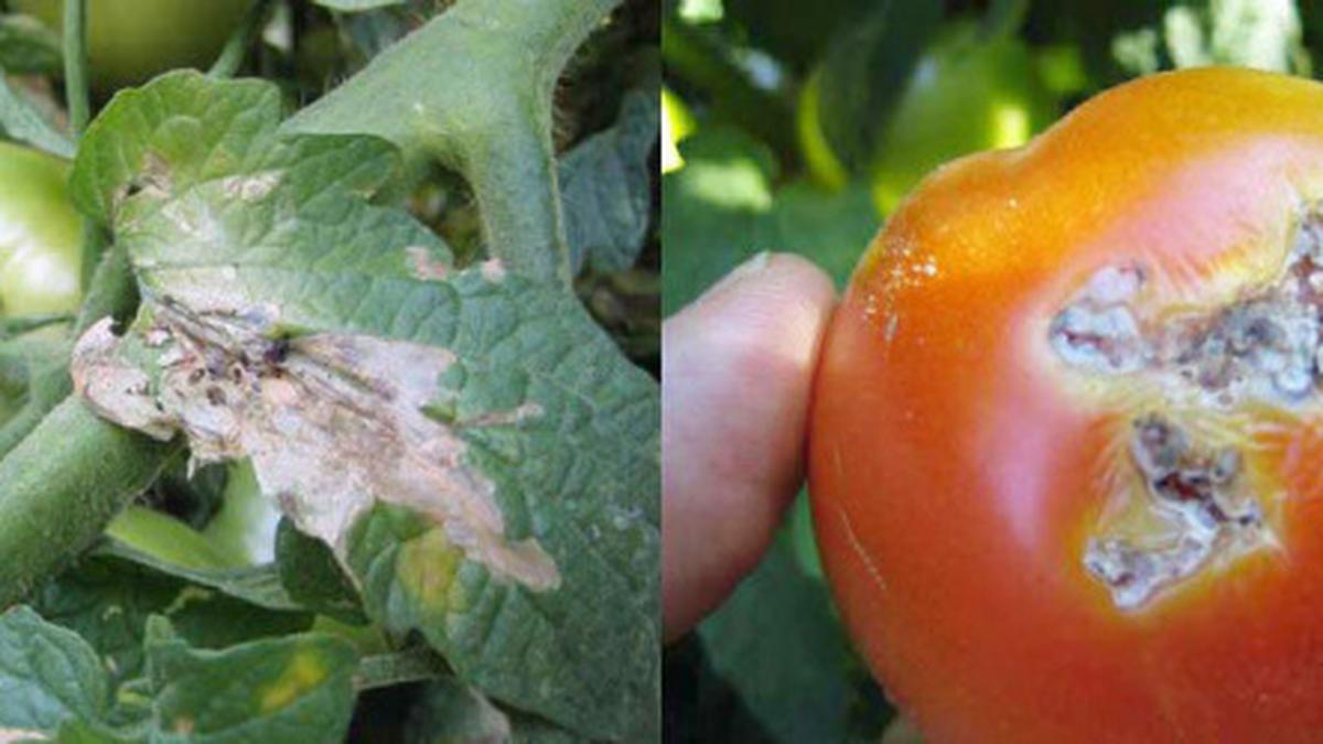 Pinworm damages tomato crop in Kolar, Chickballapur districts - The Hindu