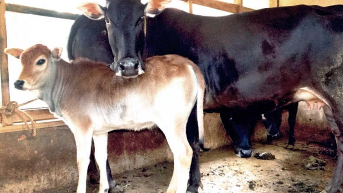 Wayanadan cow on the verge of extinction - The Hindu