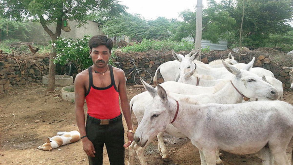 Even a donkey has its day here in Karnataka - The Hindu