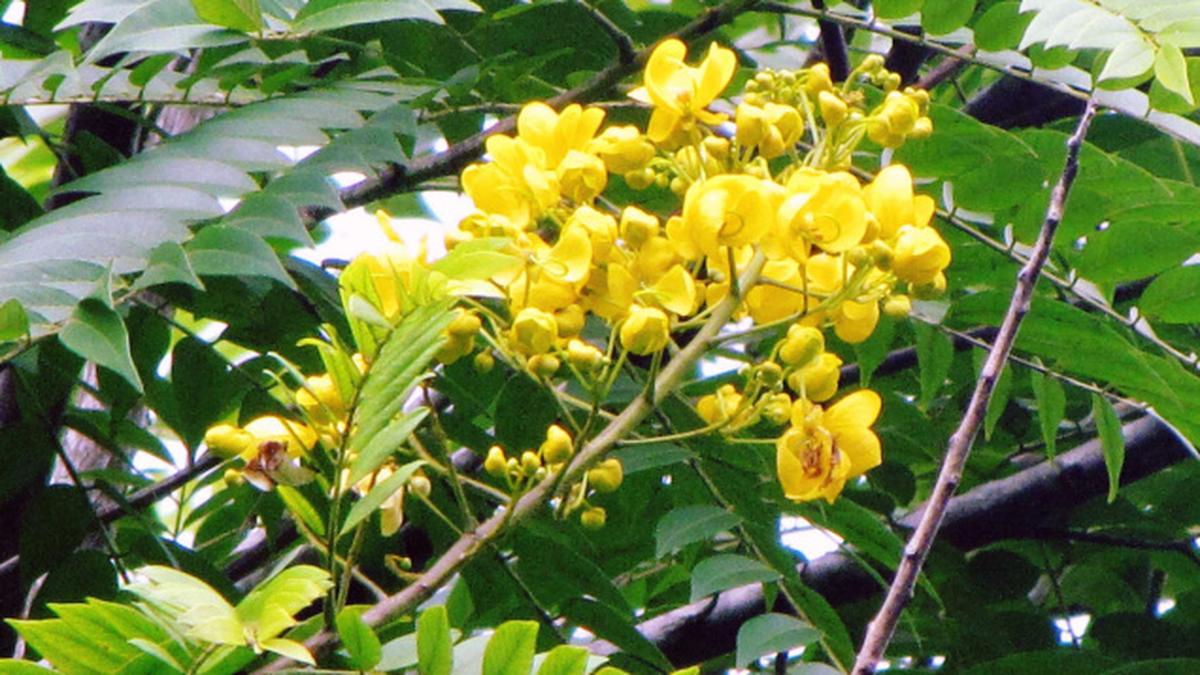 Alien plants strangle local ones - The Hindu