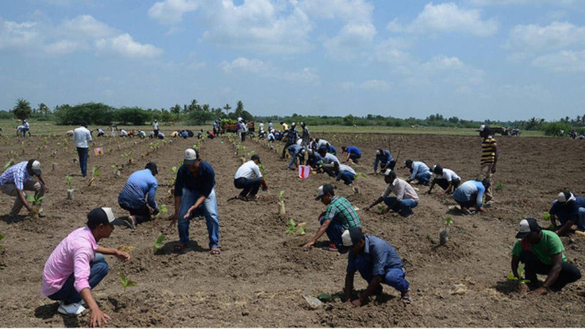 2,000 saplings planted to honour Abdul Kalam - The Hindu