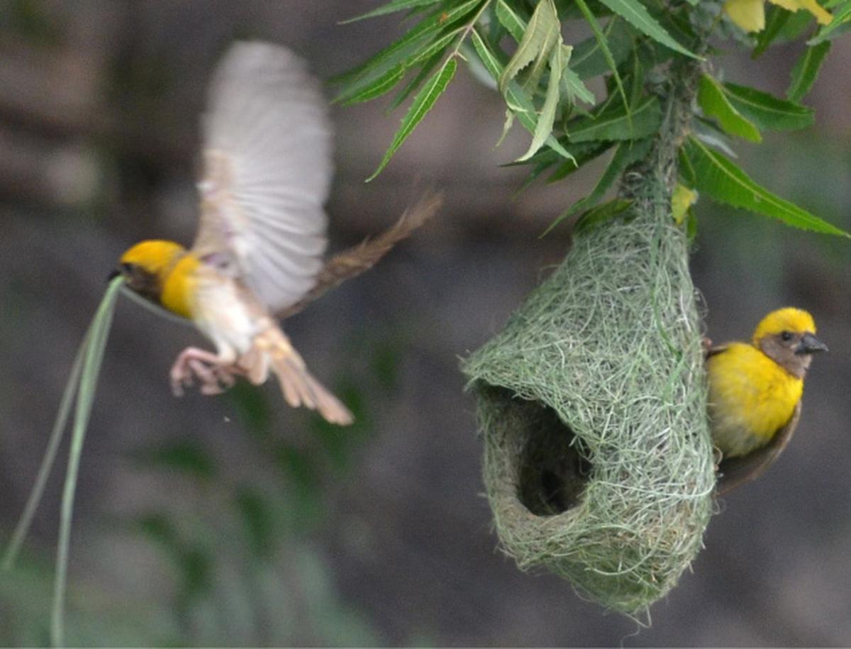 Baya Weavers busy with the nest - The Hindu